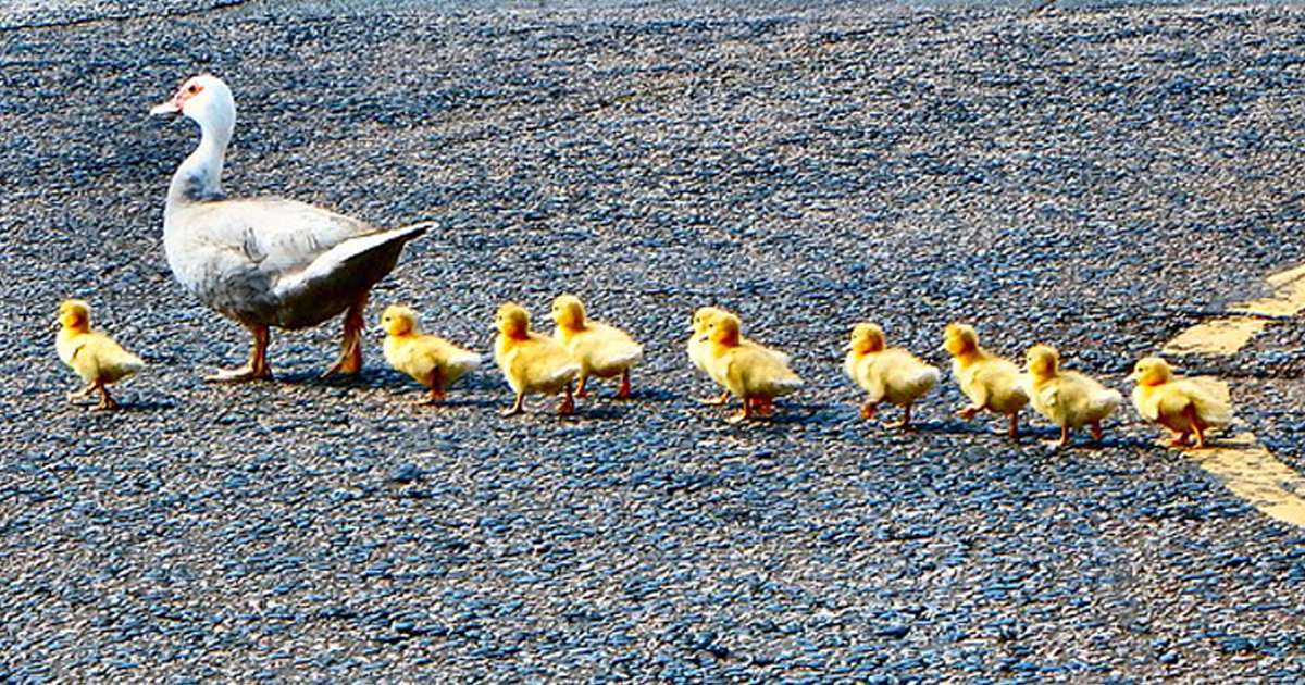 How to lead a line - the right way!