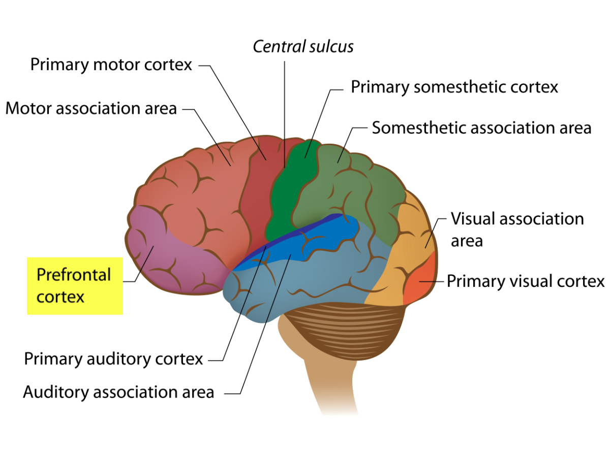 ADHD Calm and Refocussed